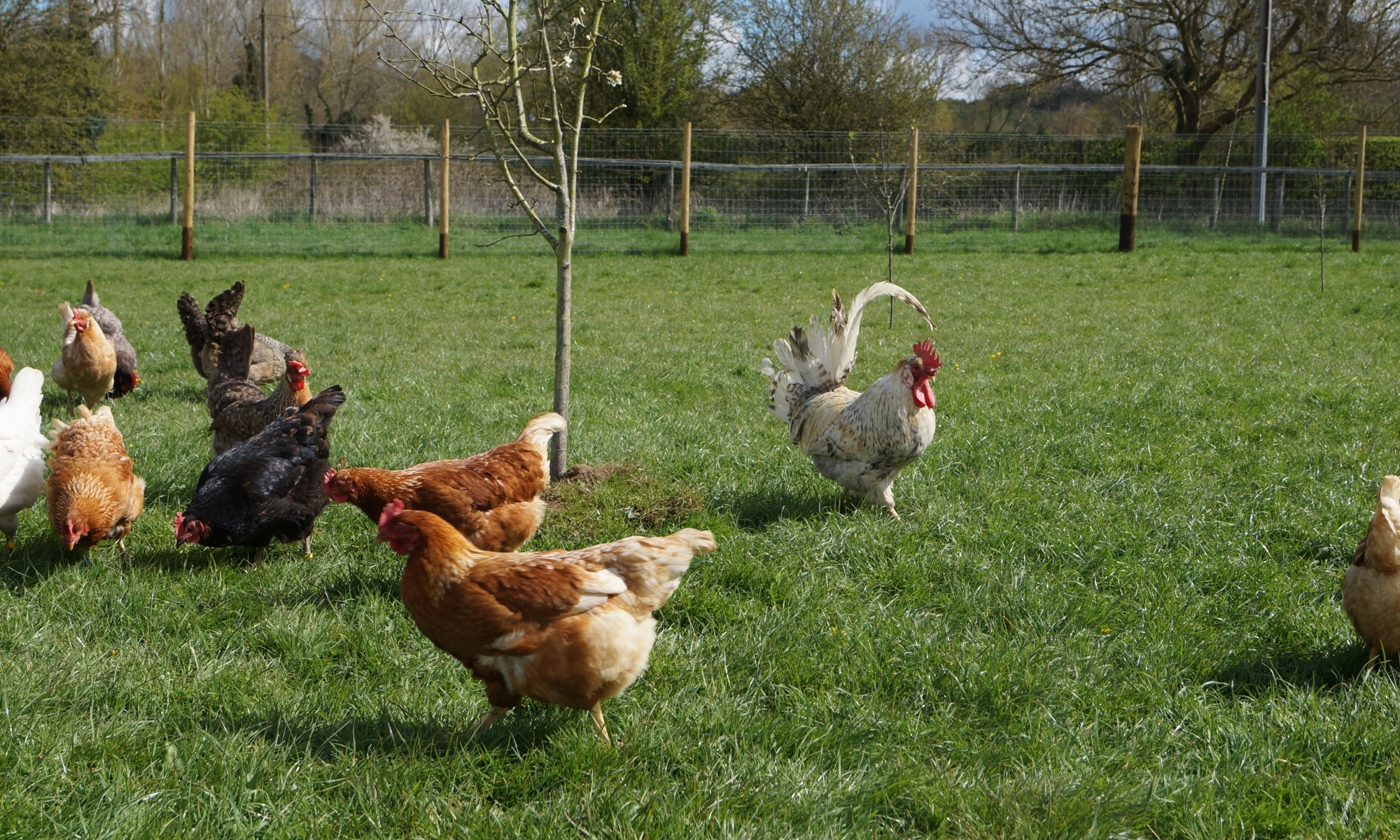 Gallery – The Three Locks Farm