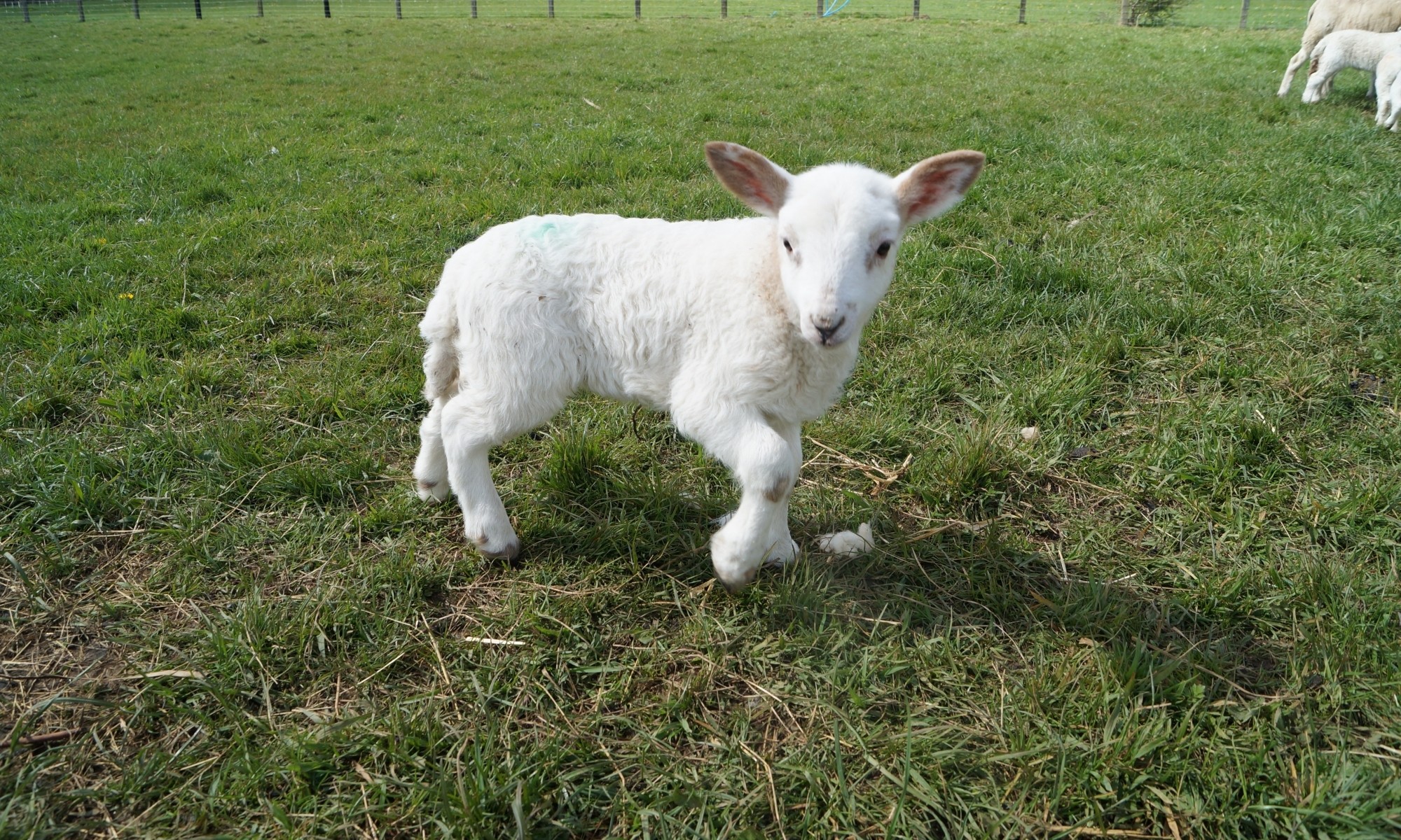 Gallery – The Three Locks Farm