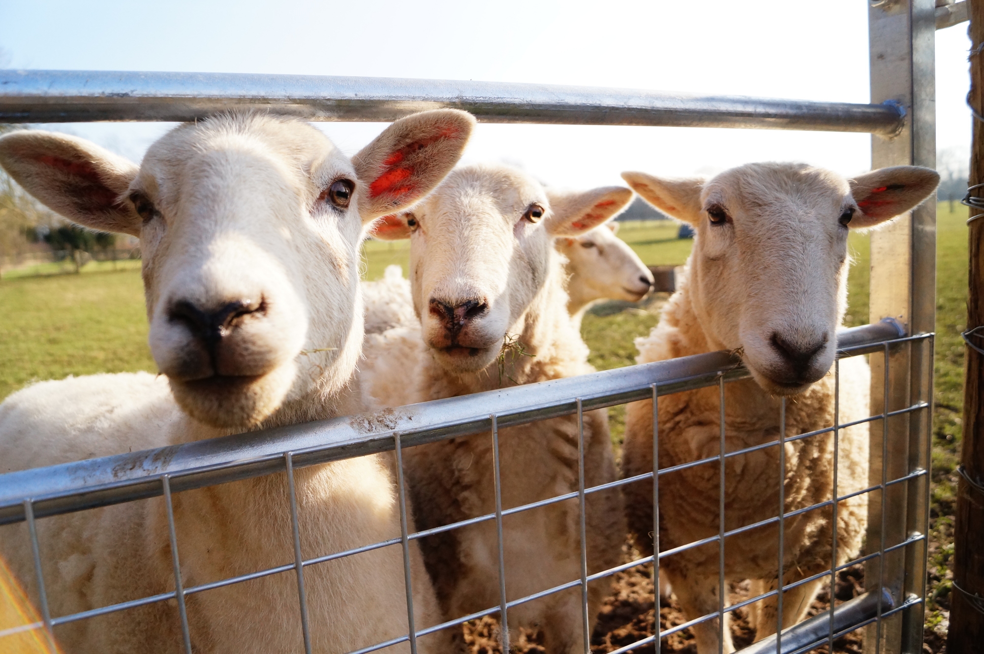 Gallery – The Three Locks Farm